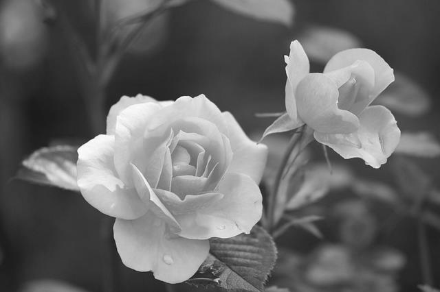 Grayscale Implementation In C Programming Algorithms